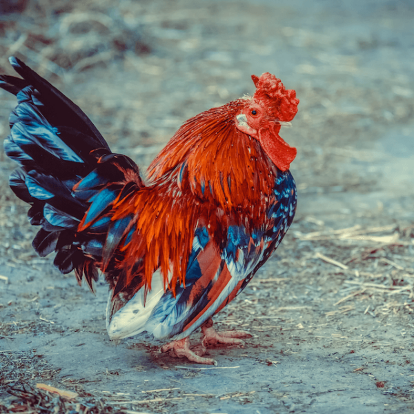 30 Amazing Small Chicken Breeds for your Backyard flock - The Homestead ...