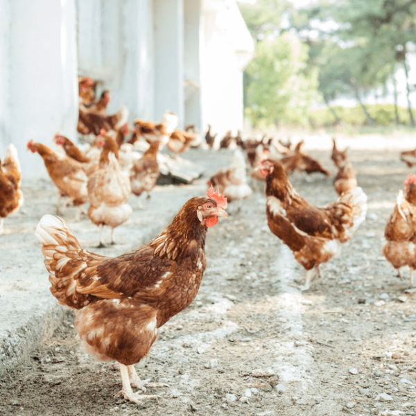 30 Amazing Small Chicken Breeds for your Backyard flock - The Homestead ...