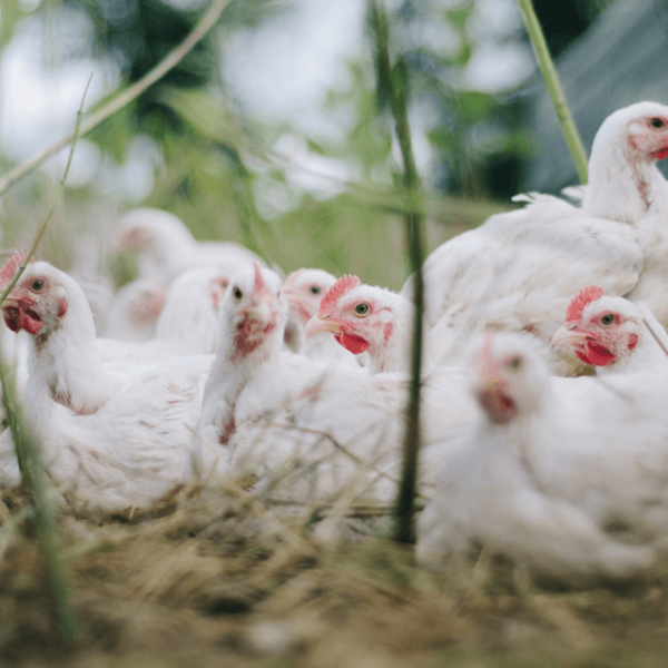 30 Amazing Small Chicken Breeds for your Backyard flock - The Homestead ...
