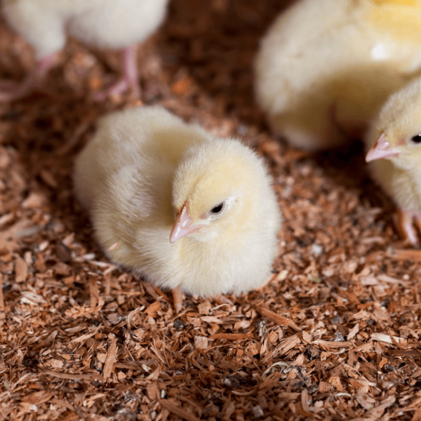 The Best Guide on How to Transport Chickens Safely - The Homestead Nurse